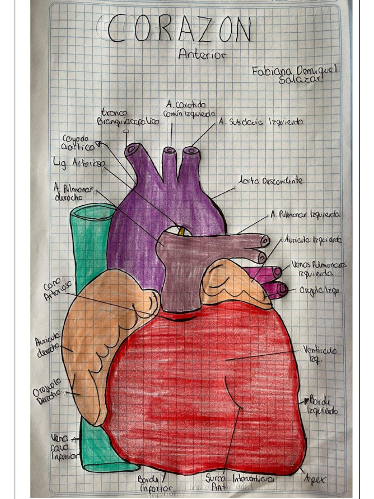 Dibujo Corazon | PDF