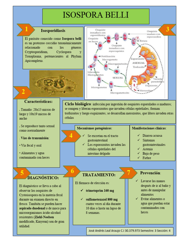 Infografía Isospora Belli | PDF | Enfermedades y trastornos | Especialidades Medicas