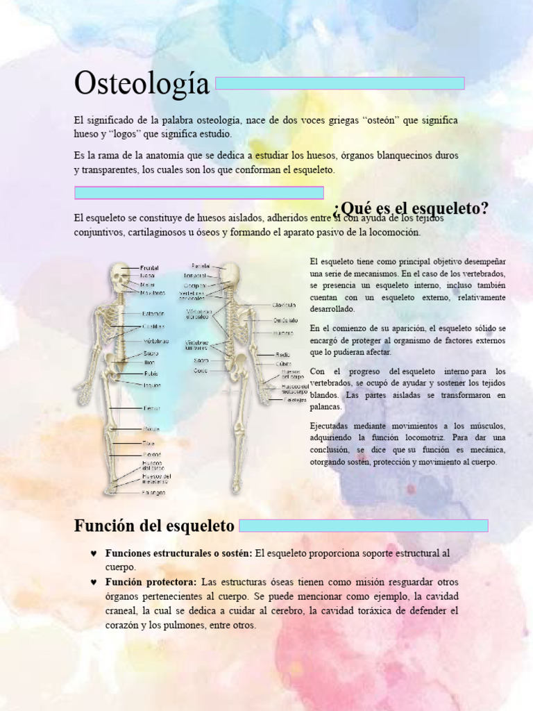 Introducción a la Osteología y Huesos | PDF | Hueso | Esqueleto