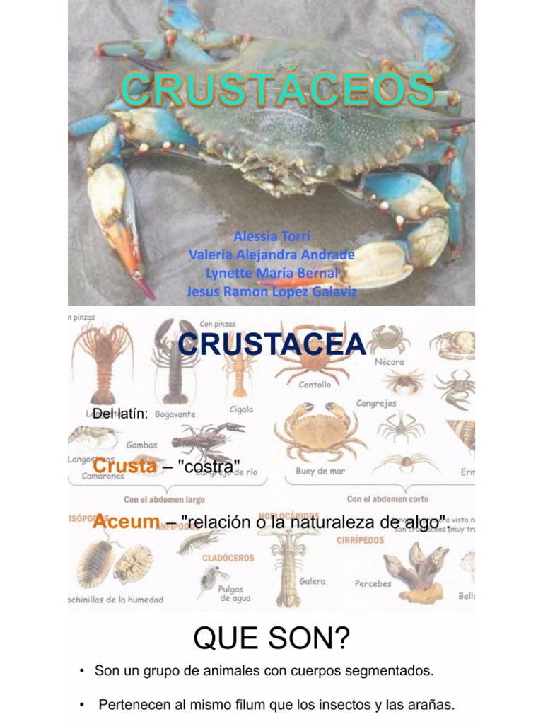 CRUSTACEOS | PDF