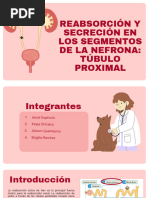 Función del túbulo contorneado distal | PDF | Riñón | Biología Celular