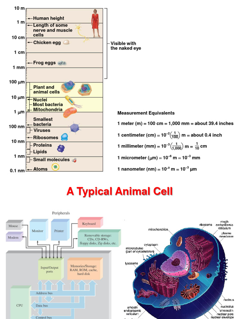 Chapter 4 - A Tour of The Cell | PDF | Endoplasmic Reticulum | Cell Nucleus