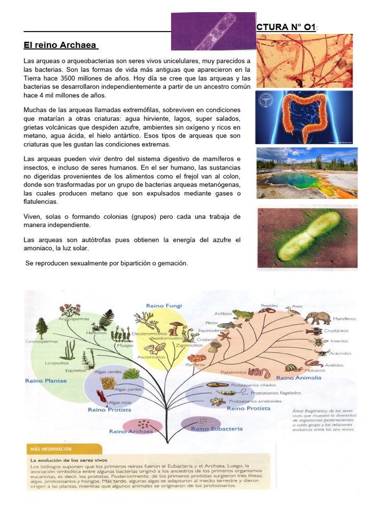 Reino Arquea y Eubacteria | PDF | Archaea | Las bacterias