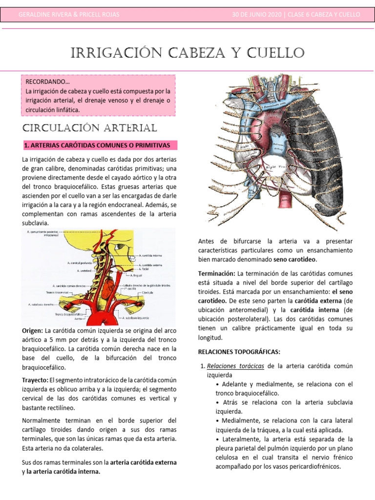 Notas de la clase: Circulación arterial cabeza y cuello | Anatomía de cabeza y cuello | PDF ...