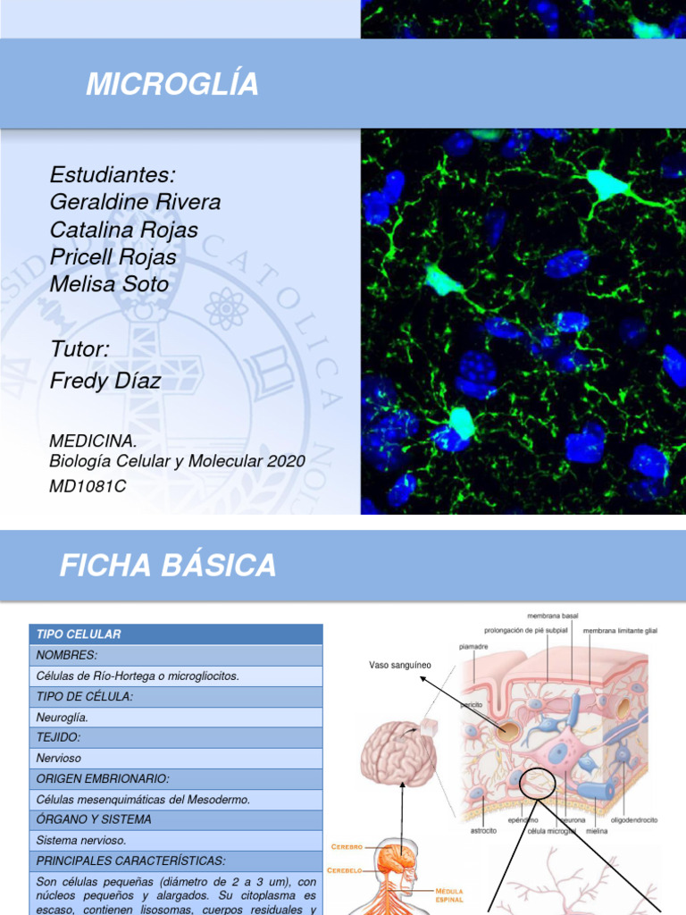 Presentación: Microglía | Biología celular | Descargar gratis PDF | Beta amiloide | Microglia