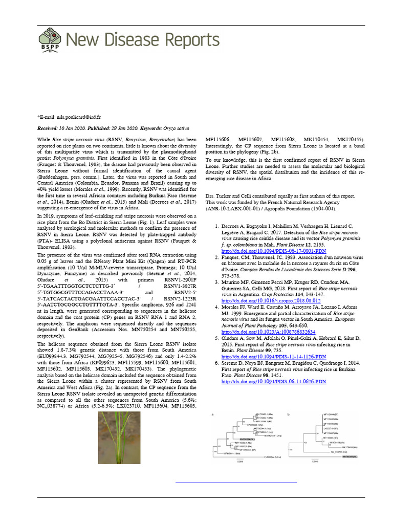 New Disease Reports - 2020 - Tucker - First Report of Rice Stripe ...