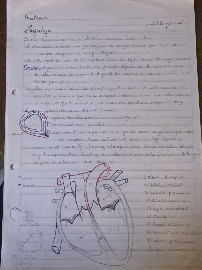 Anato - Cardio y Linf | PDF