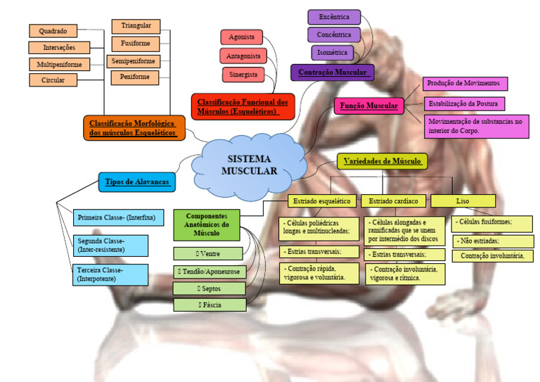 MAPA MENTAL- SISTEMA MUSCULAR- JOCIENE | PDF | Músculo | Histologia