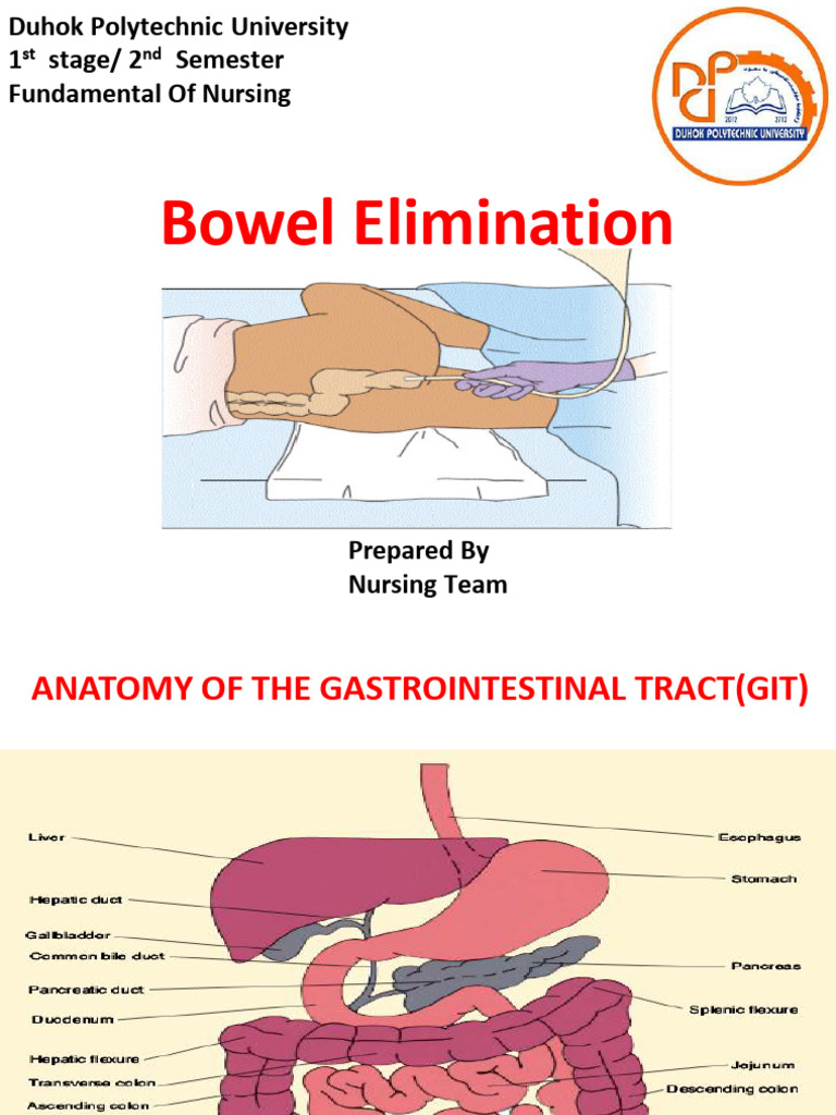 Bowel Elimination 2024 | PDF | Gastrointestinal Tract | Gastroenterology