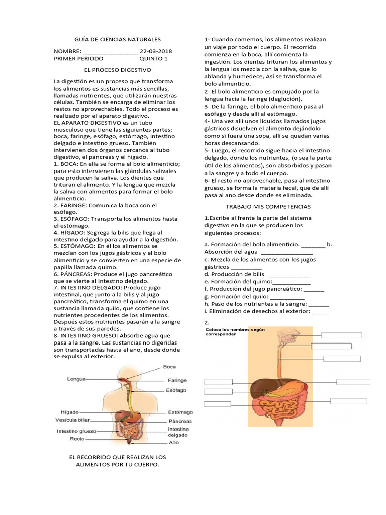 GUÍA DE CIENCIAS NATURALES Sisitema Digestivo | PDF | Sistema digestivo ...