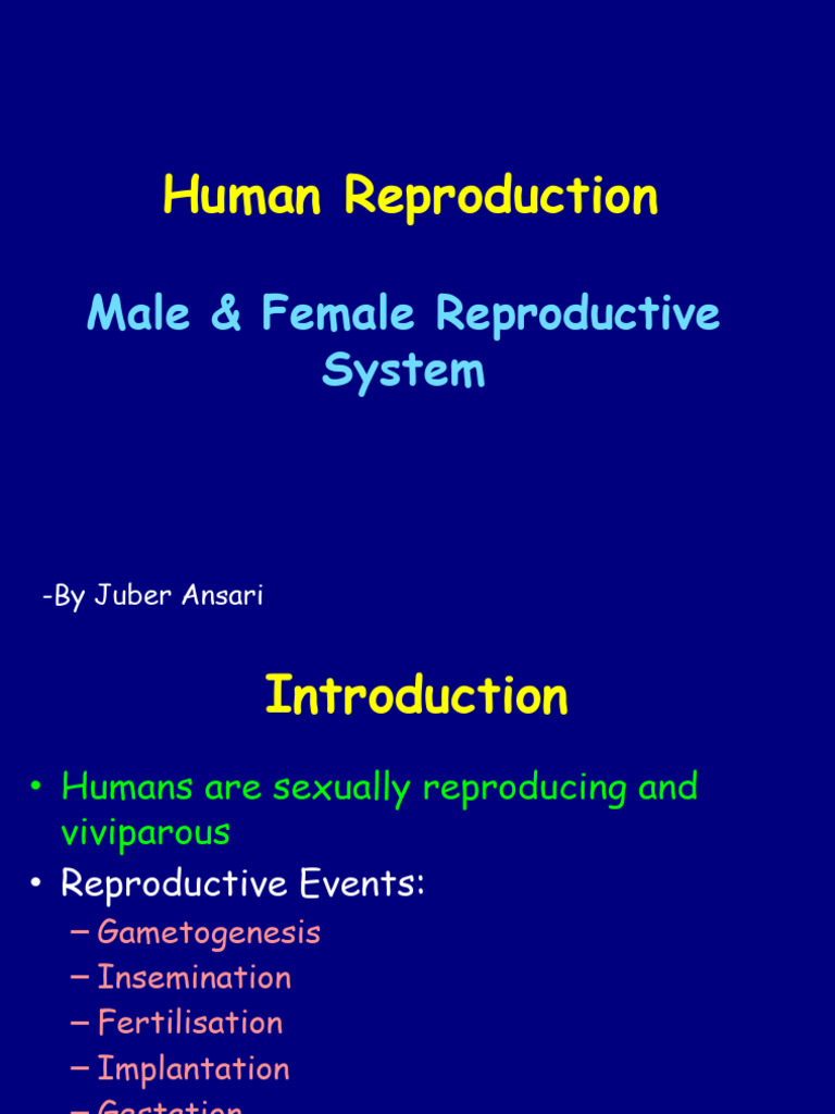 12th Reproduction in Humans | PDF | Testicle | Reproductive System