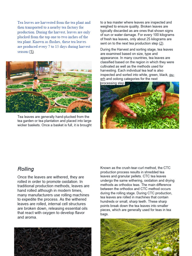 Lak Shan | PDF | Tea | Leaf