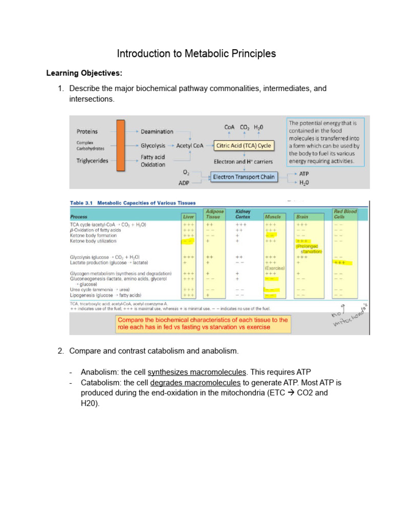 Intro To Metabolic Principles | PDF