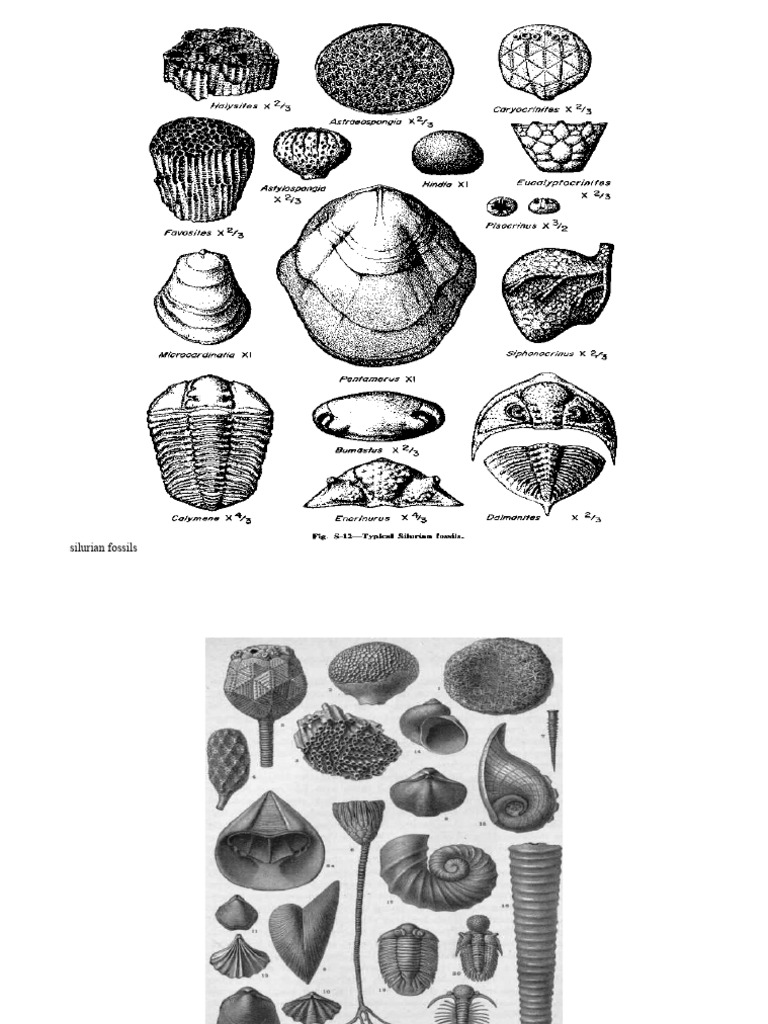 Fossils | PDF