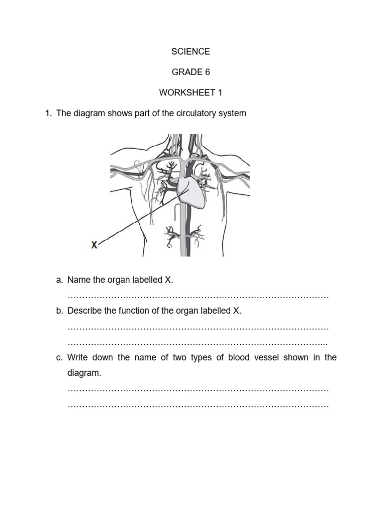 Primary Science Grade 6 | PDF | Blood Vessel | Blood