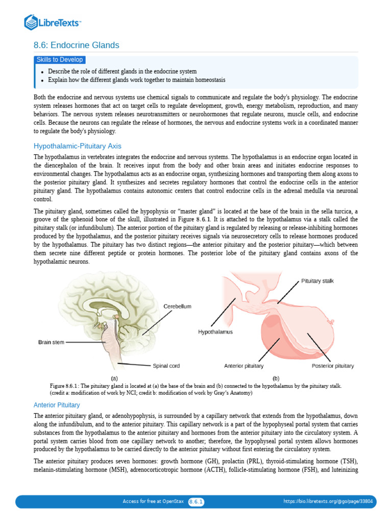 8.06 Endocrine Glands | PDF | Adrenal Gland | Pituitary Gland