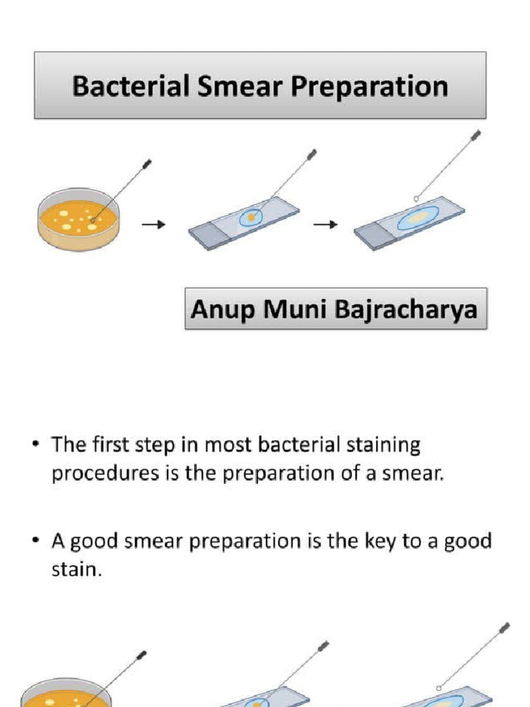 Bacterial Smear Preparation | PDF