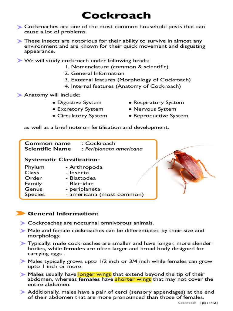 Cockroach | PDF | Respiratory System | Nervous System