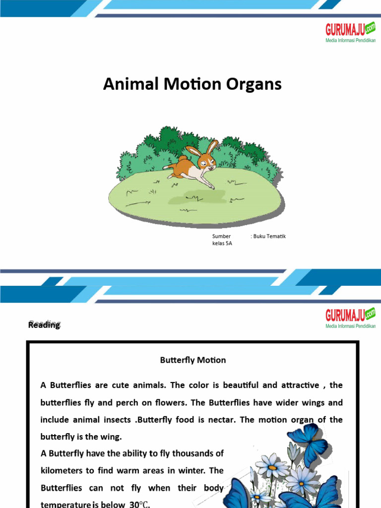 Understanding Animal Motion Organs | PDF | Butterfly | Rabbit