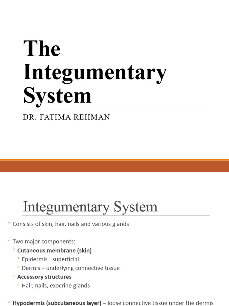 Integumentary System 23 Feb 2024 | PDF | Integumentary System | Skin