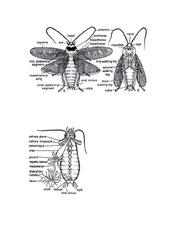 Dissection of Cockroach | PDF