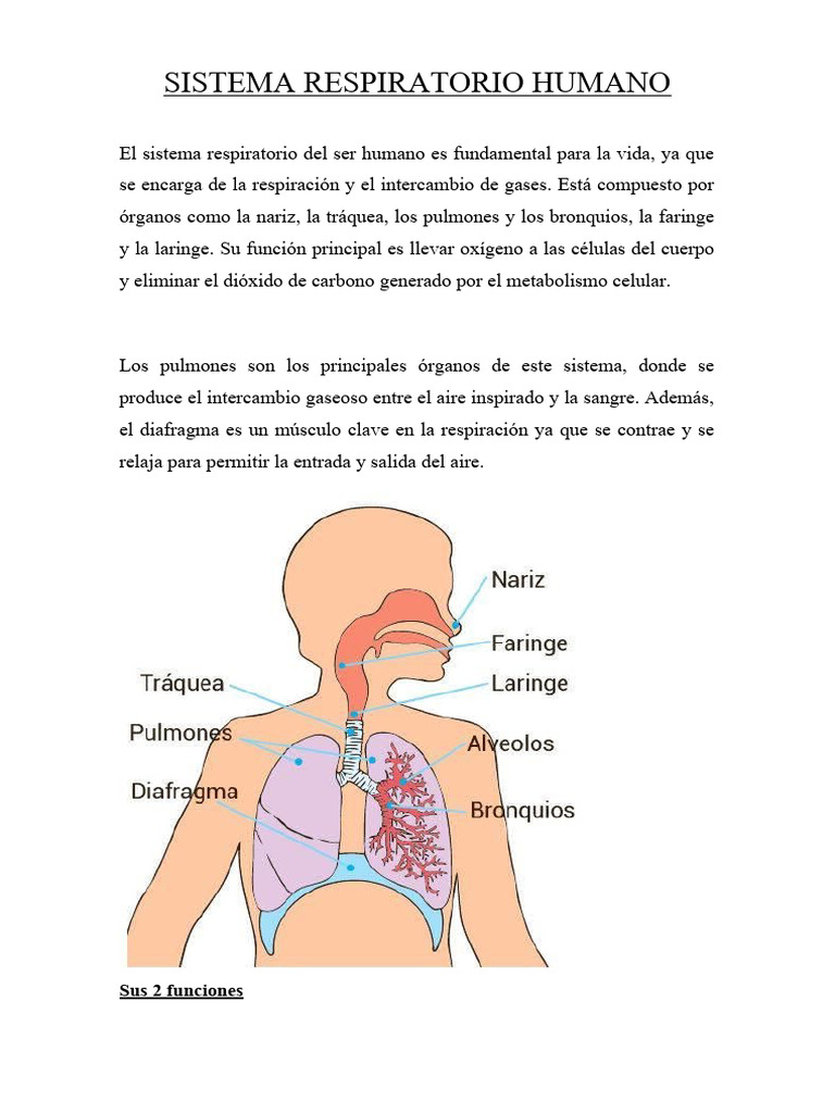 SISTEMA RESPIRATORIO HUMANO | PDF