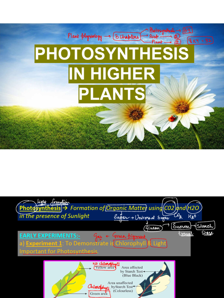 Plant Physiology1707647236136 Pdf Diet Nutrition Chemistry