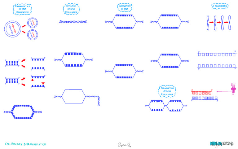 Cell Biology) 8. DNA Replication - Handout | PDF | Biotechnology ...