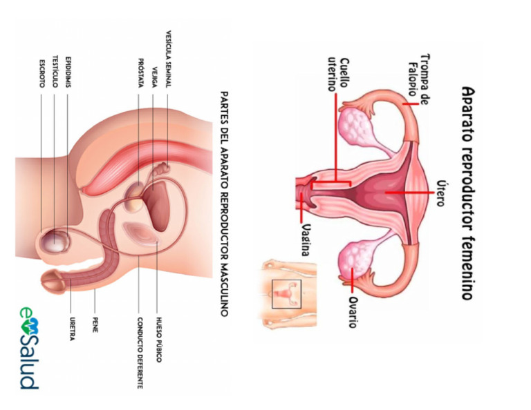 Aparato Reproductor Fem y Masc | PDF