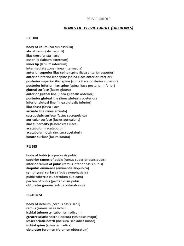 The Sceleton of The Lower Limb | PDF | Human Leg | Musculoskeletal System