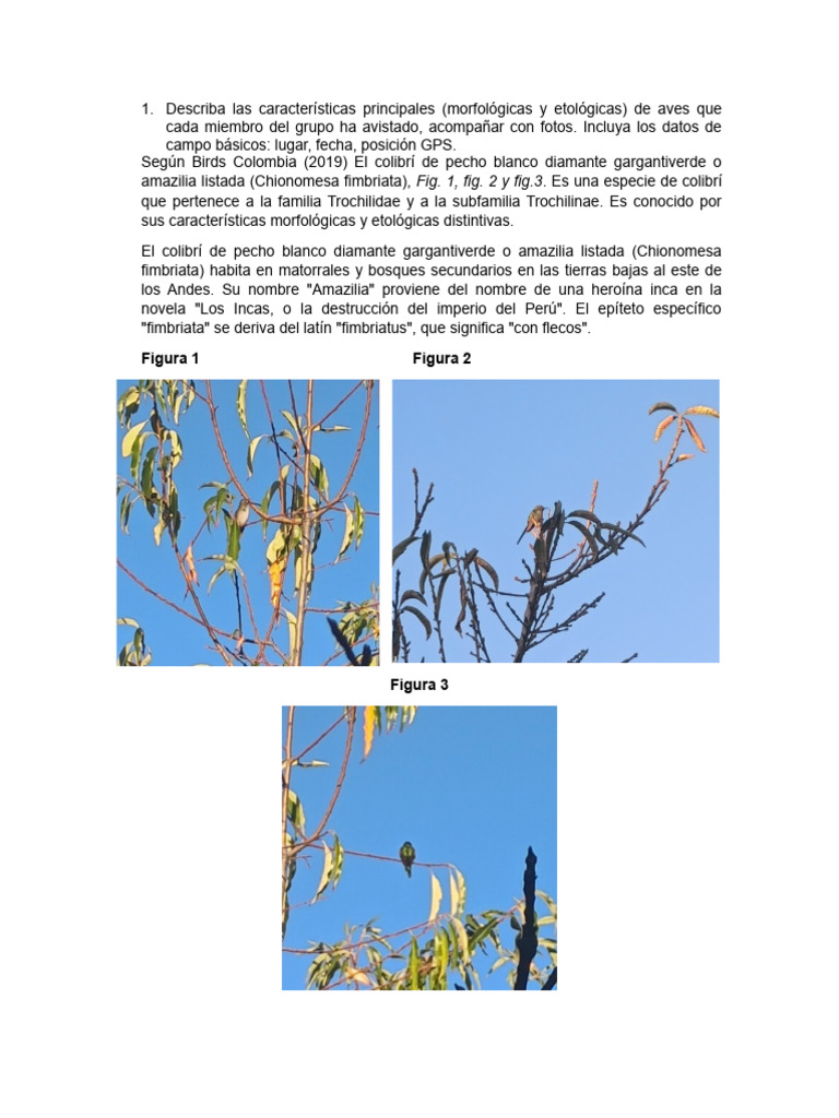 COLIBRÍ | PDF | Ornitología | Aves