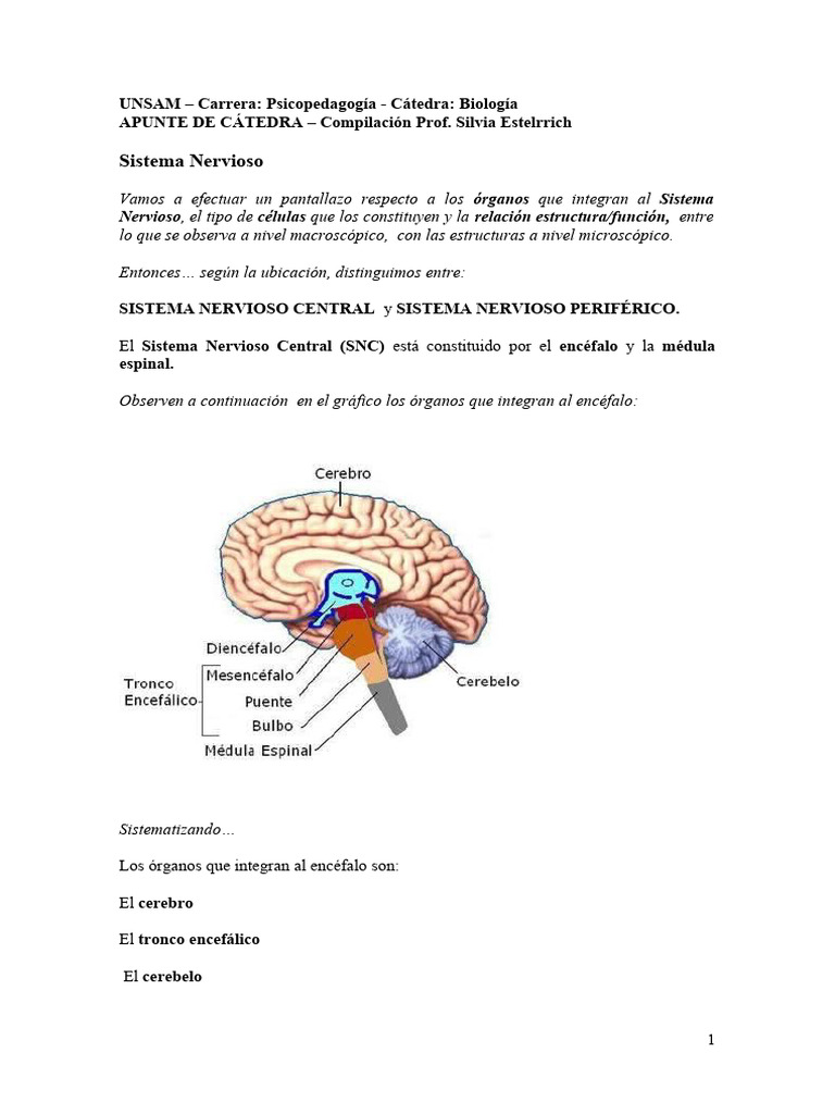 7 Sistema Nervioso | PDF | Cerebro | Nervio