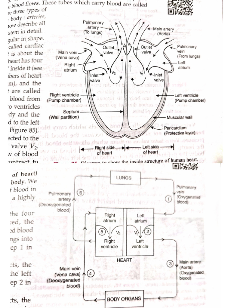 Bio Diagrams | PDF
