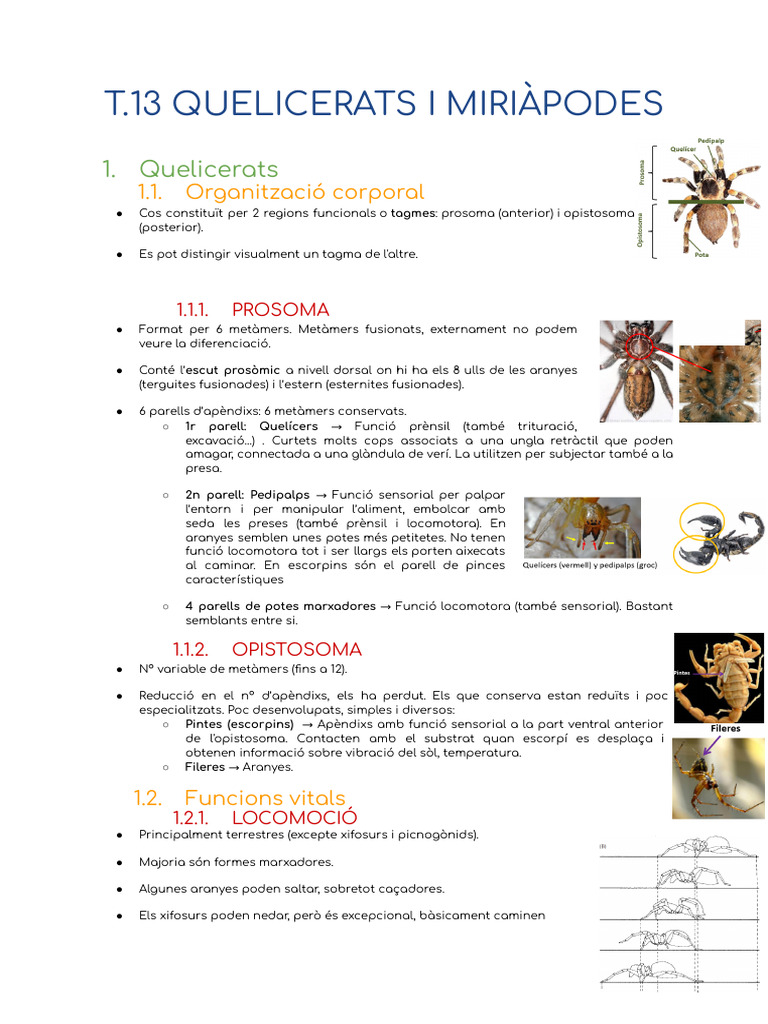 T13 Quelicerats I Miriàpodes | PDF