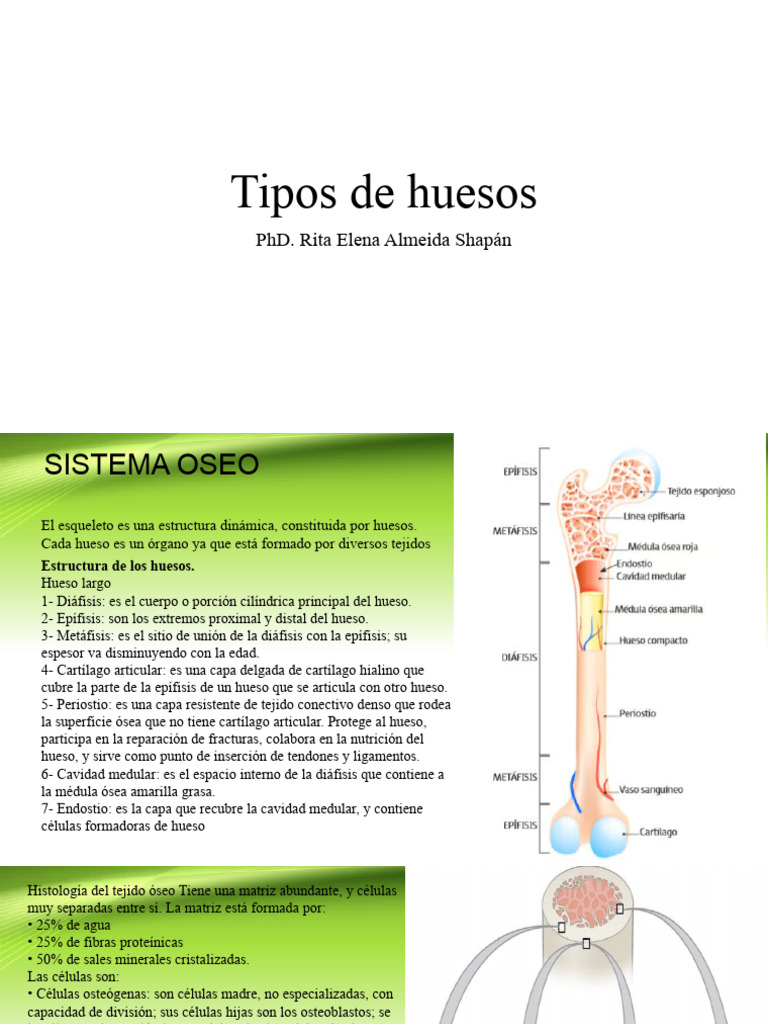Tipos de Huesos | PDF | Hueso | La matriz extracelular