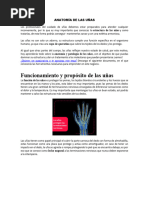 Anatomía de Las Uñas | PDF