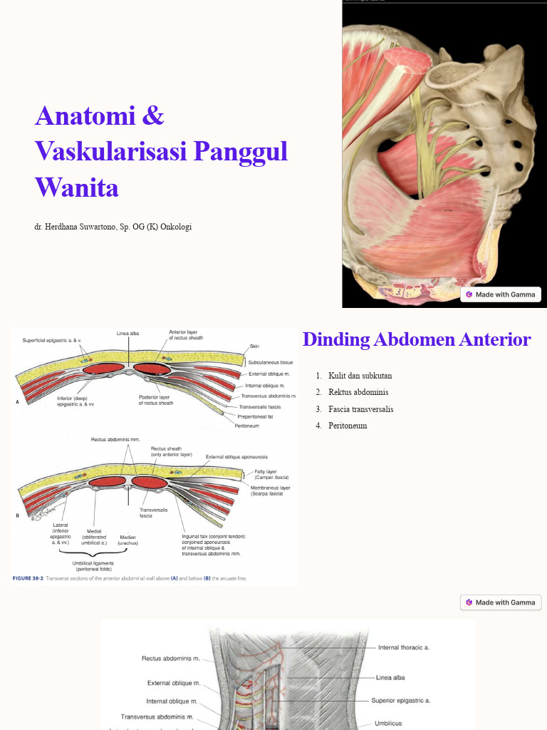 Anatomi-Panggul-Wanita Fix | PDF