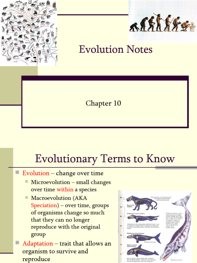 Evolution PowerPoint 1 | PDF | Natural Selection | Evolution