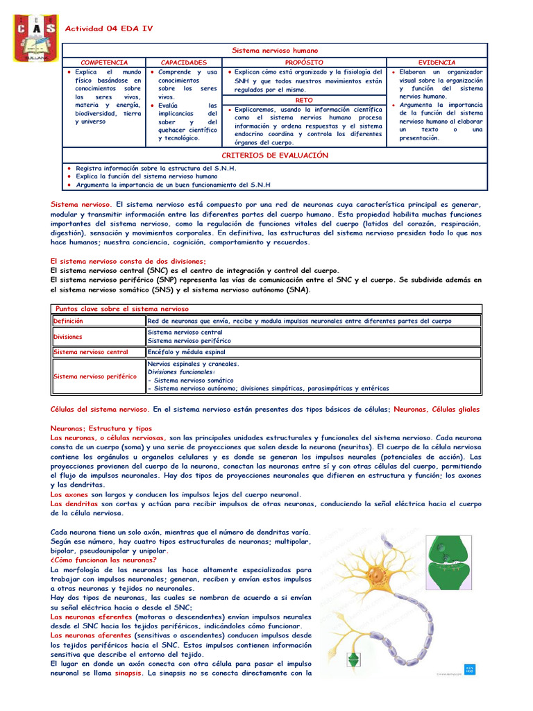ADA 04 Exp. IV SNH | PDF | Neurona | Sistema nervioso