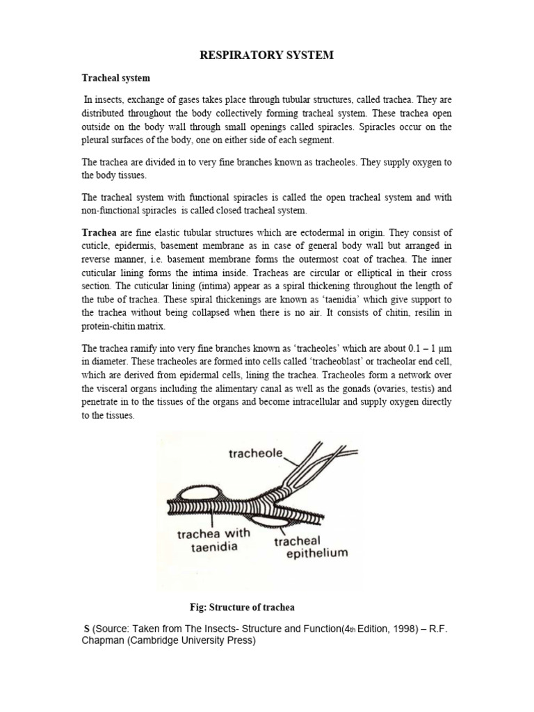 Respiratory System PDF | Download Free PDF | Gill | Respiratory System