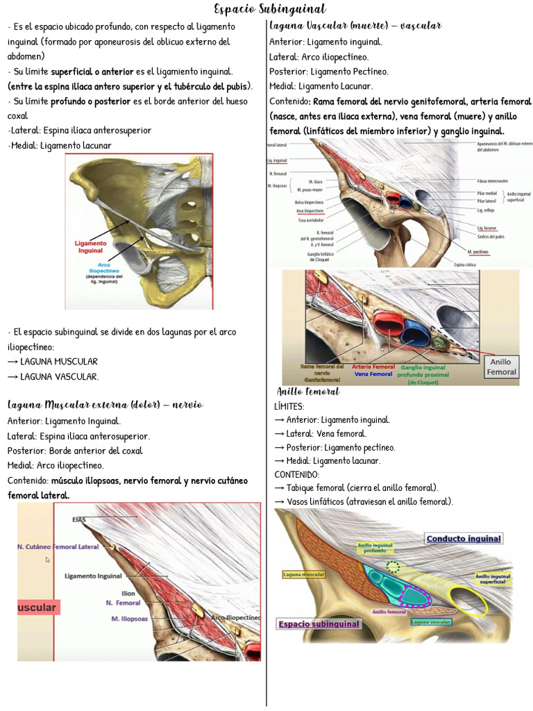 Anatomía del Espacio Subinguinal y Muslo | PDF | Rodilla | Extremidades ...