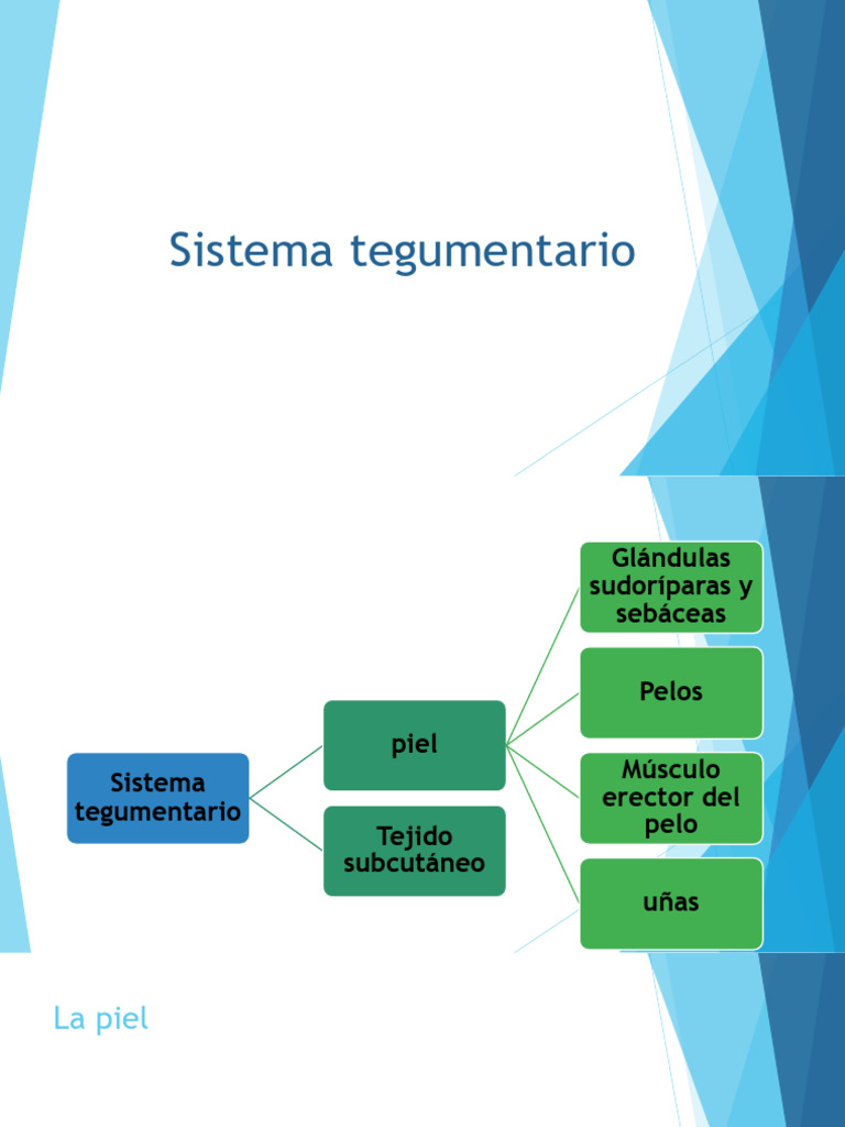 Sistema Tegumentario | Descargar gratis PDF | Piel | Epidermis