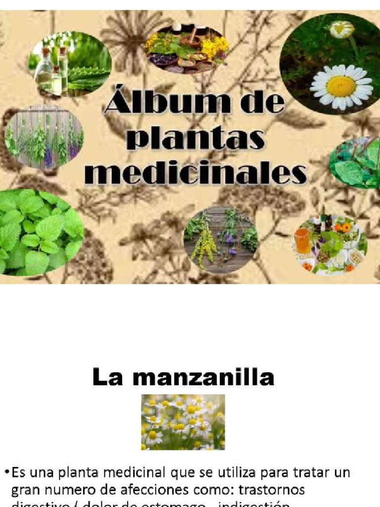 Plantas medicinales | PDF