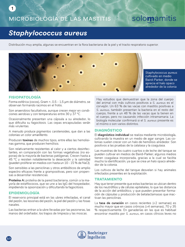 Microbiología y tratamiento de mastitis | PDF | Staphylococcus Aureus ...