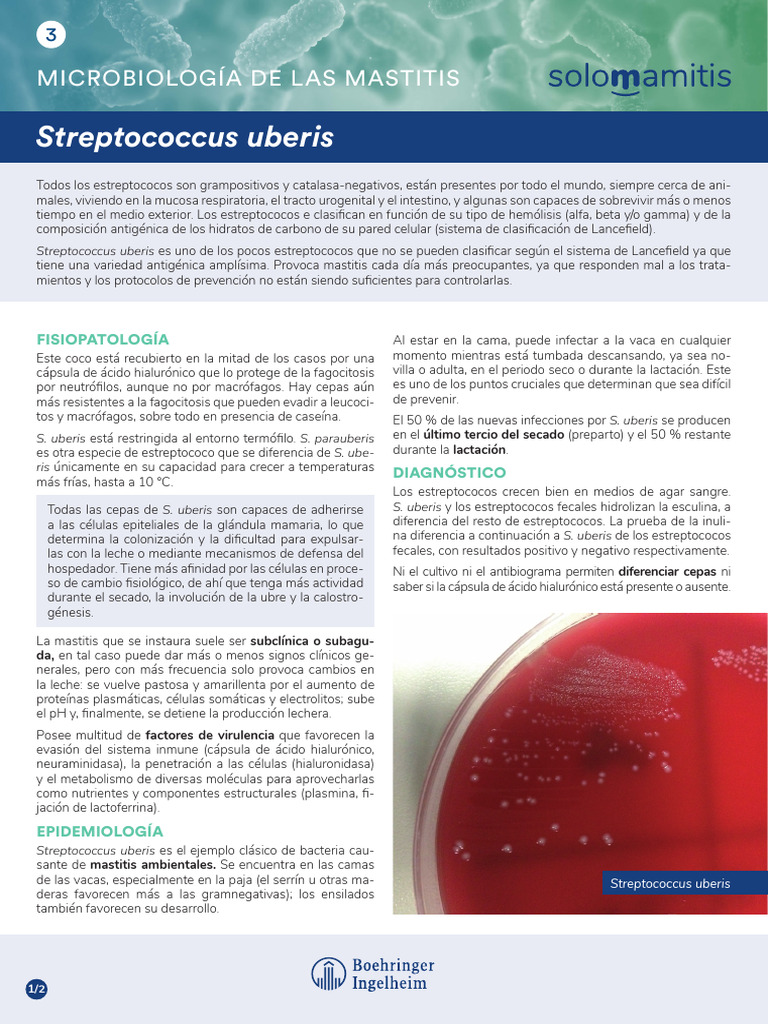 Ficha 3 Streptococcus Uberis | PDF | Estreptococo | Leche