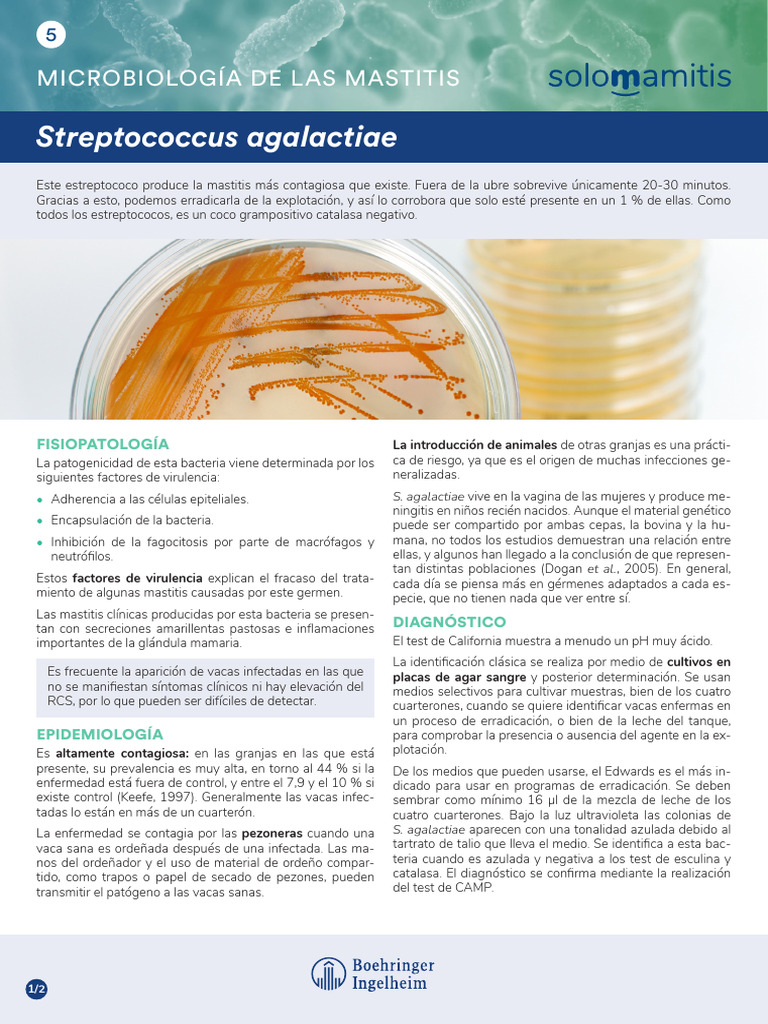 Mastitis por Streptococcus agalactiae: Diagnóstico y Control | PDF ...