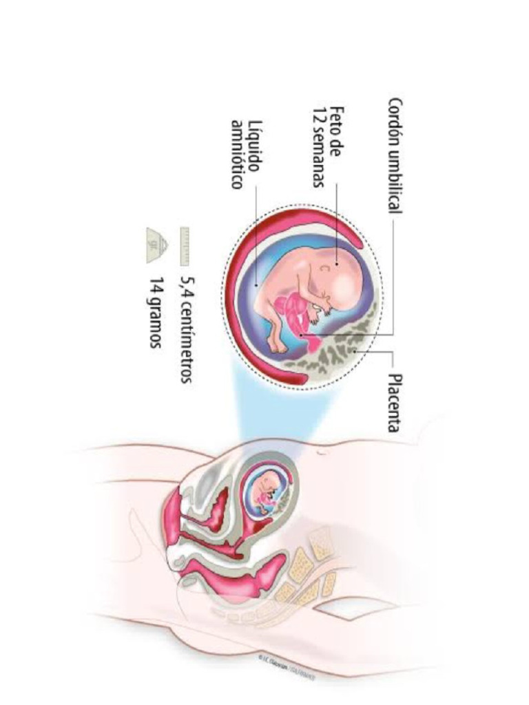 Documento (6) Cami | PDF