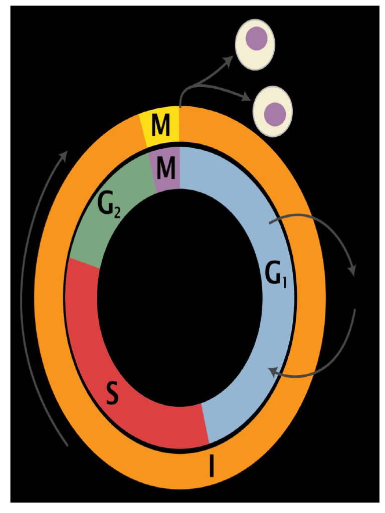 fases de la celula | PDF