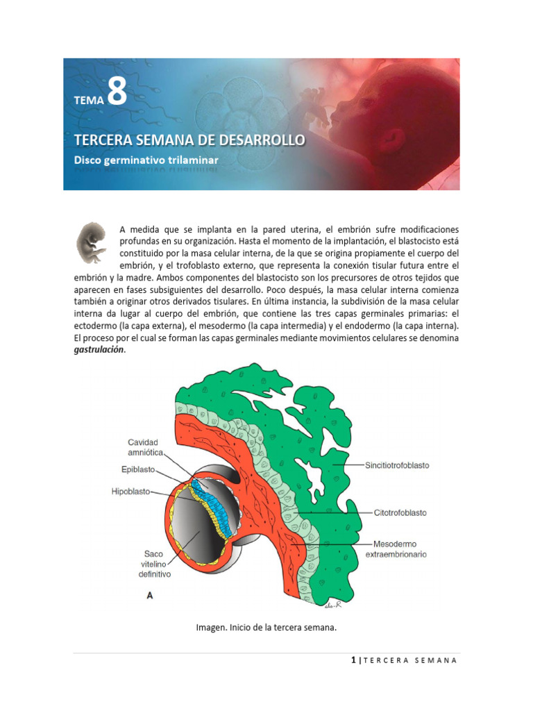Desarrollo del Disco Germinativo Trilaminar | PDF | Embrión | Placenta