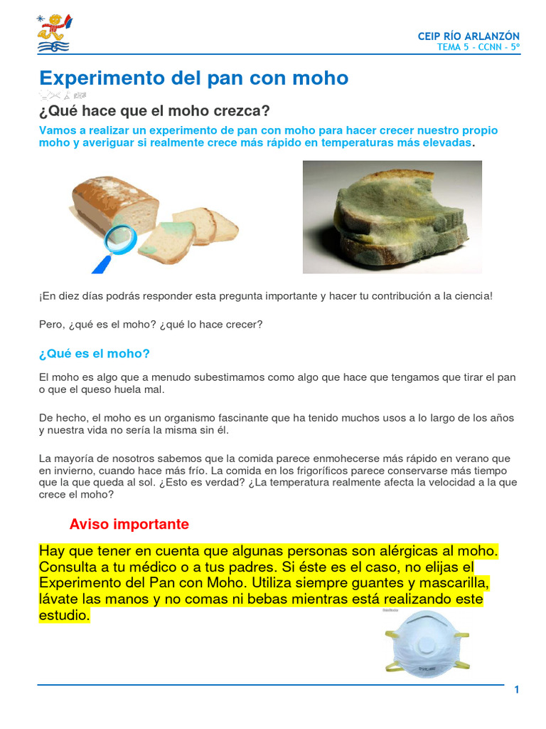 Experimento Pan Con Moho | PDF | Molde | Panes